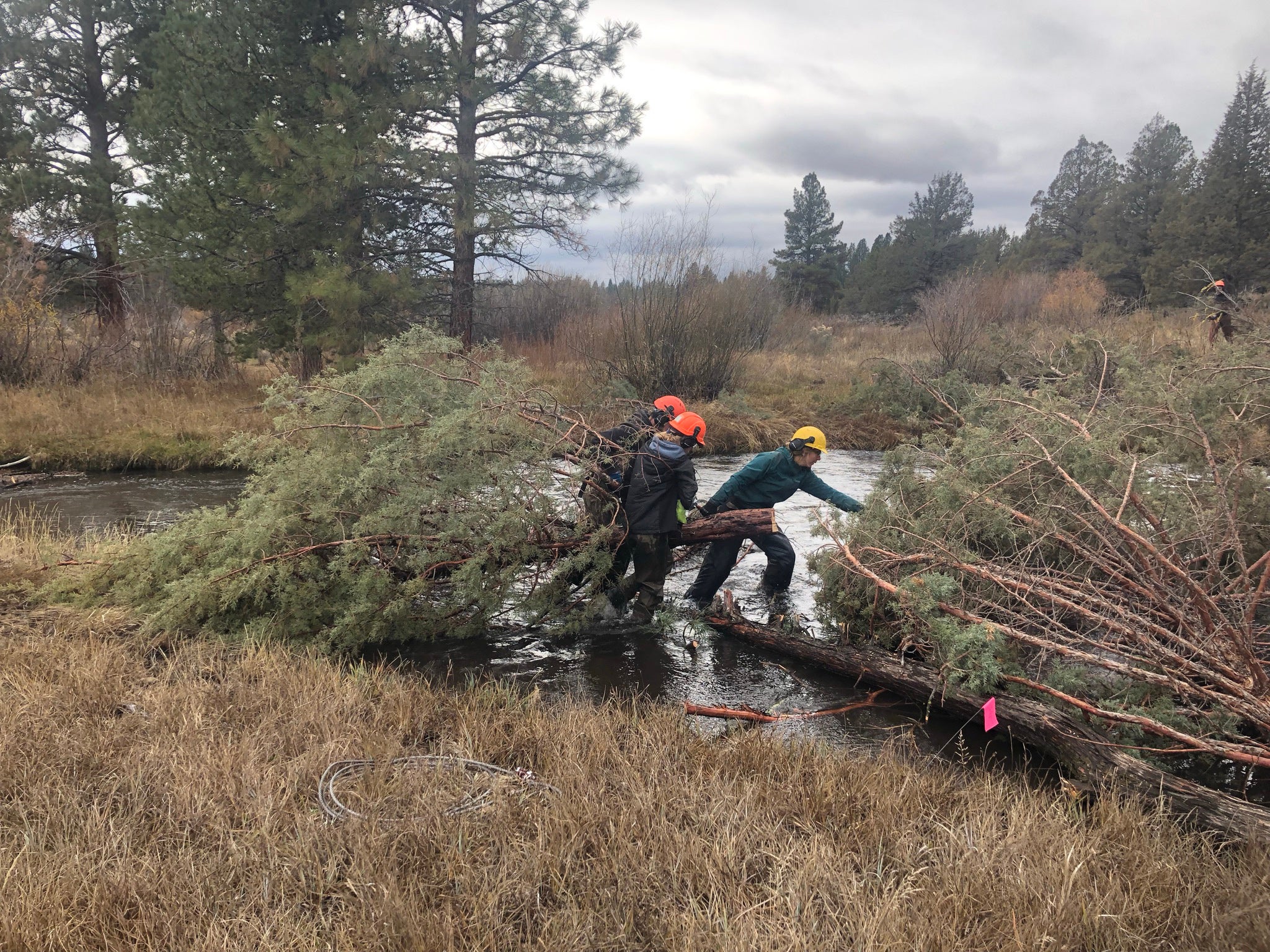 Las represas de castores ayudan a los ecosistemas devastados por los ...